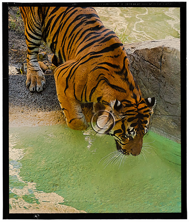 Variations on a Tiger | Travel Photographs By Rosemary Sheel