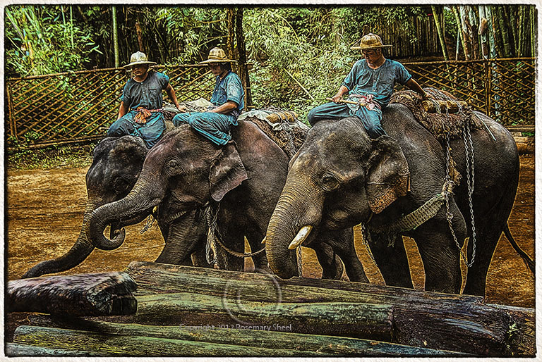 Elephant Story | Travel Photographs By Rosemary Sheel