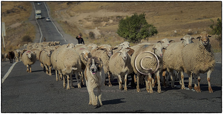 Armenian Wolfhound | Travel Photographs By Rosemary Sheel